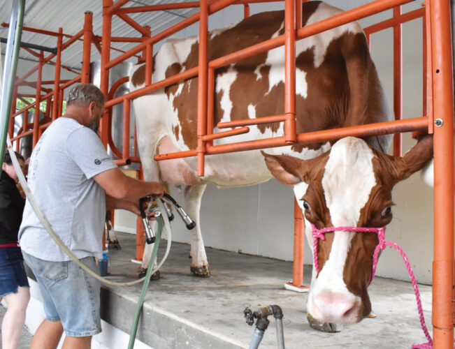 Milking parlor educates at the fair | News, Sports, Jobs - Tribune ...
